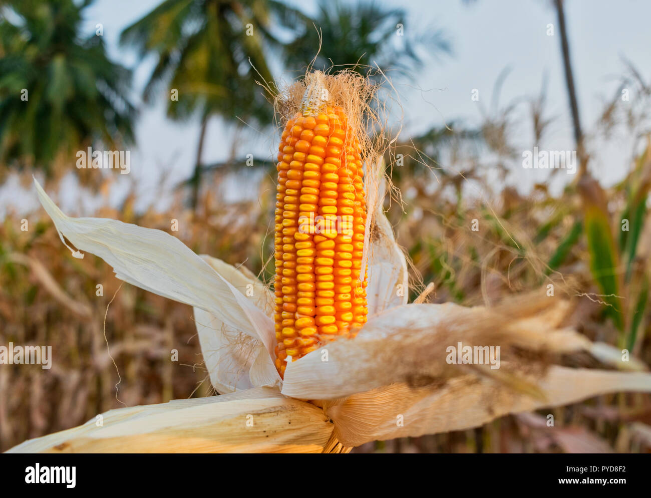 Indian india sweet corn hi-res stock photography and images - Alamy