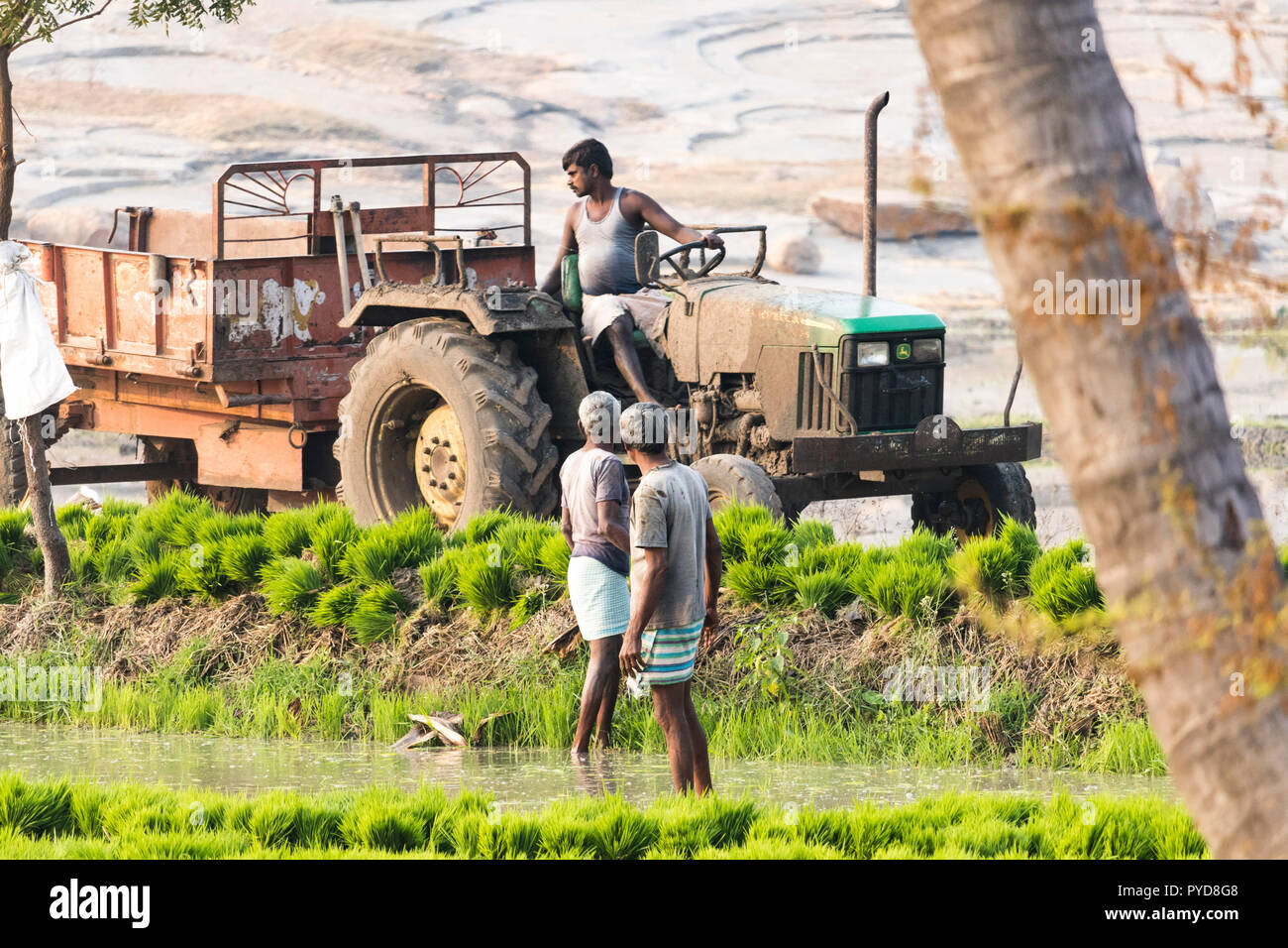 Indian farmers working in their agriculture feild, early morning in ...