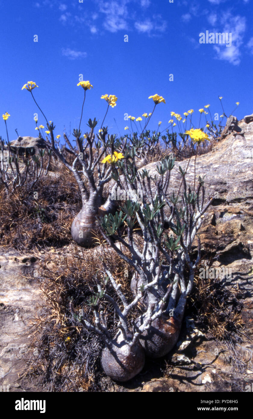 Elephant's Foot Plant (Pachypodium rosulatum), Isalo National Park ...