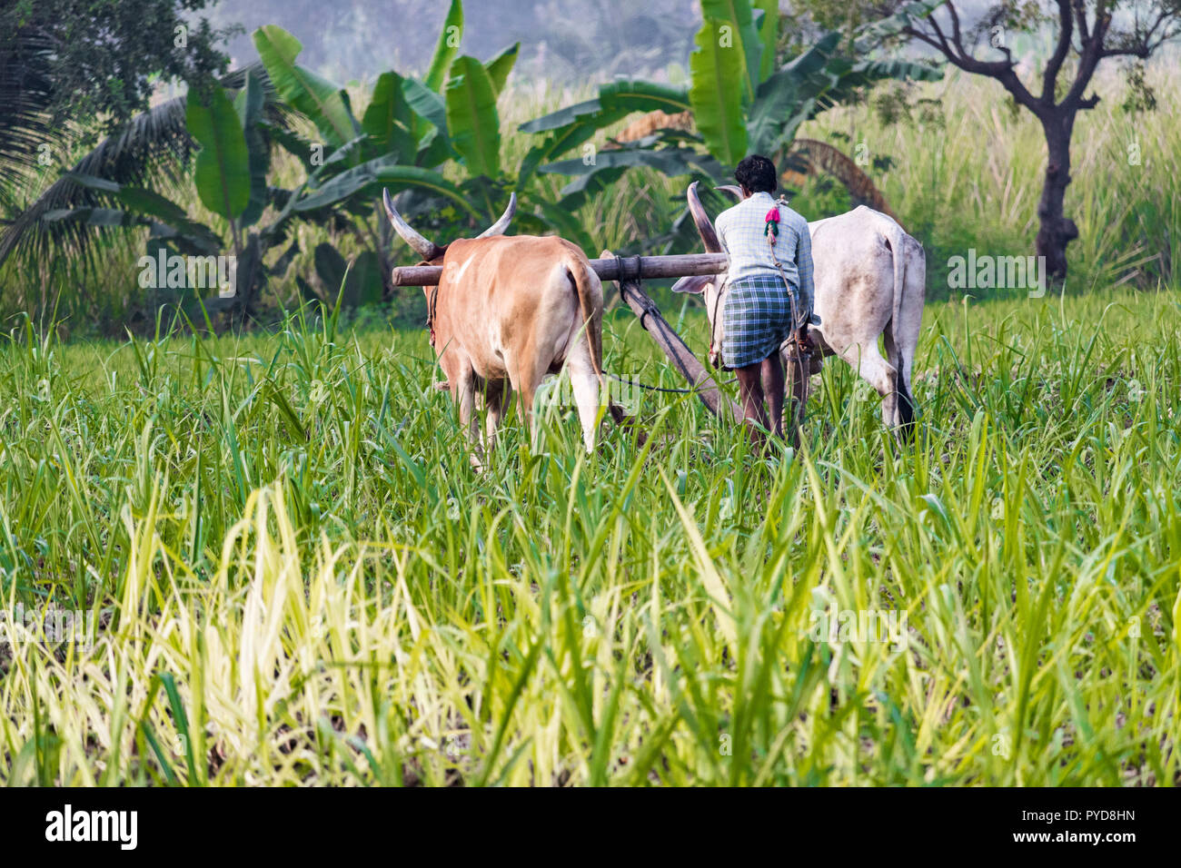 Indian farmers working in their agriculture feild, early morning in ...