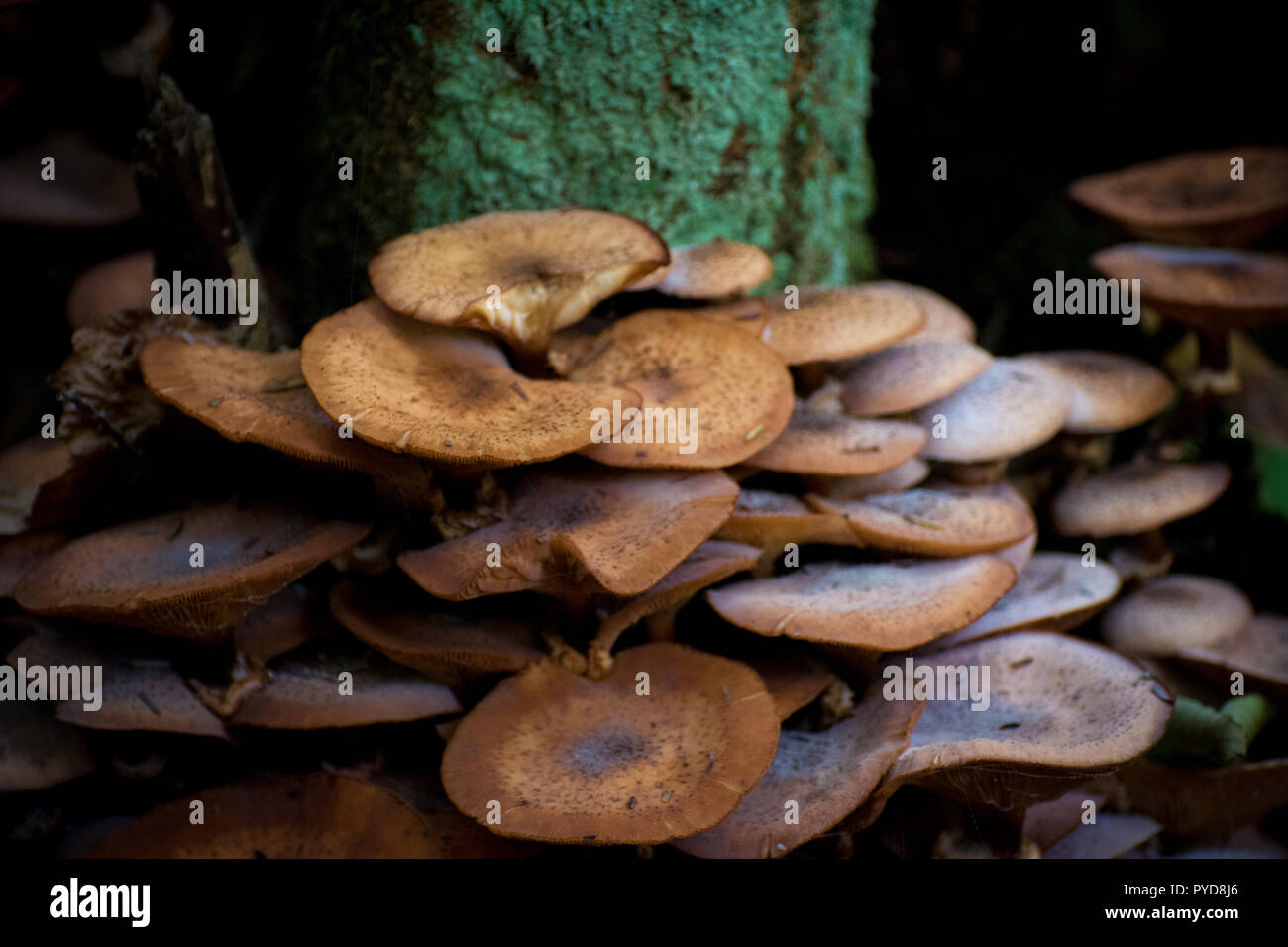 Wild mushrooms growing on a tree's bark in the forest Stock Photo - Alamy