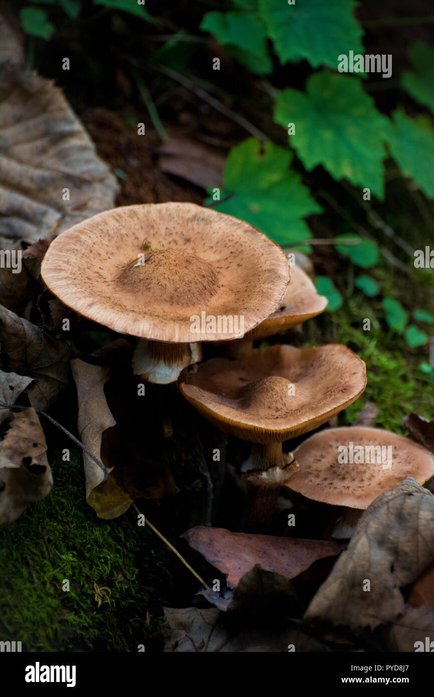 Wild mushrooms growing on a tree's bark in the forest Stock Photo - Alamy