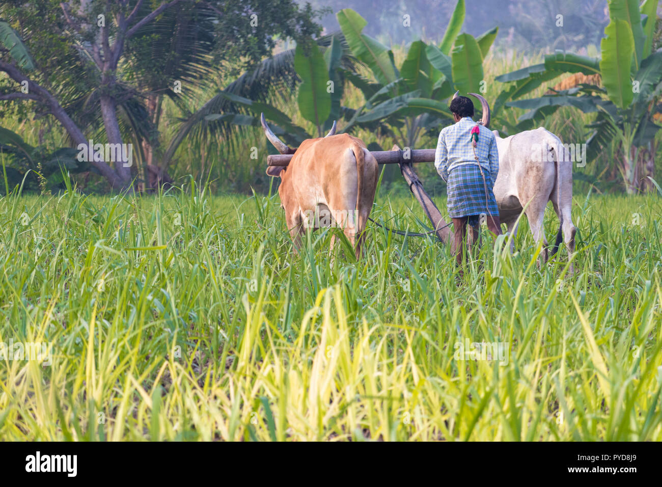 Indian farmers working in their agriculture feild, early morning in ...
