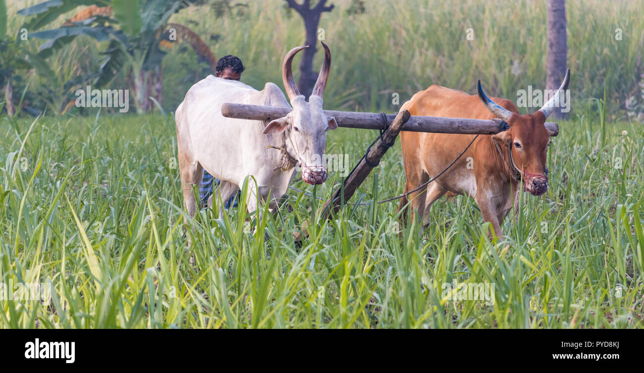 Indian farmers working in their agriculture feild, early morning in ...
