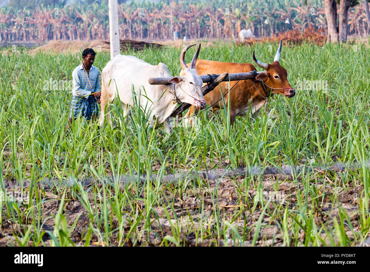 Indian farmers working in their agriculture feild, early morning in ...