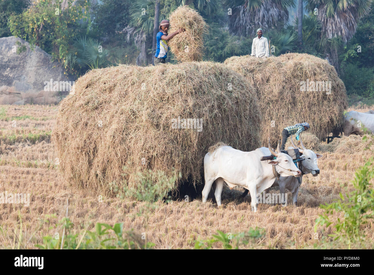 Indian farmers working in their agriculture feild, early morning in ...