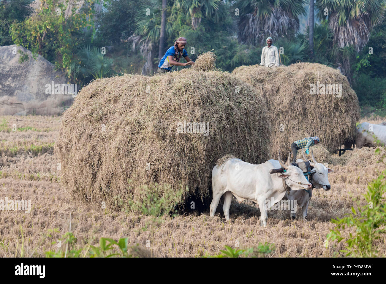 Indian farmers working in their agriculture feild, early morning in ...