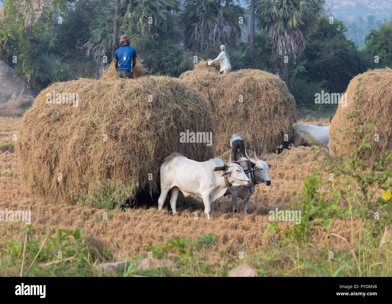 Indian farmers working in their agriculture feild, early morning in ...
