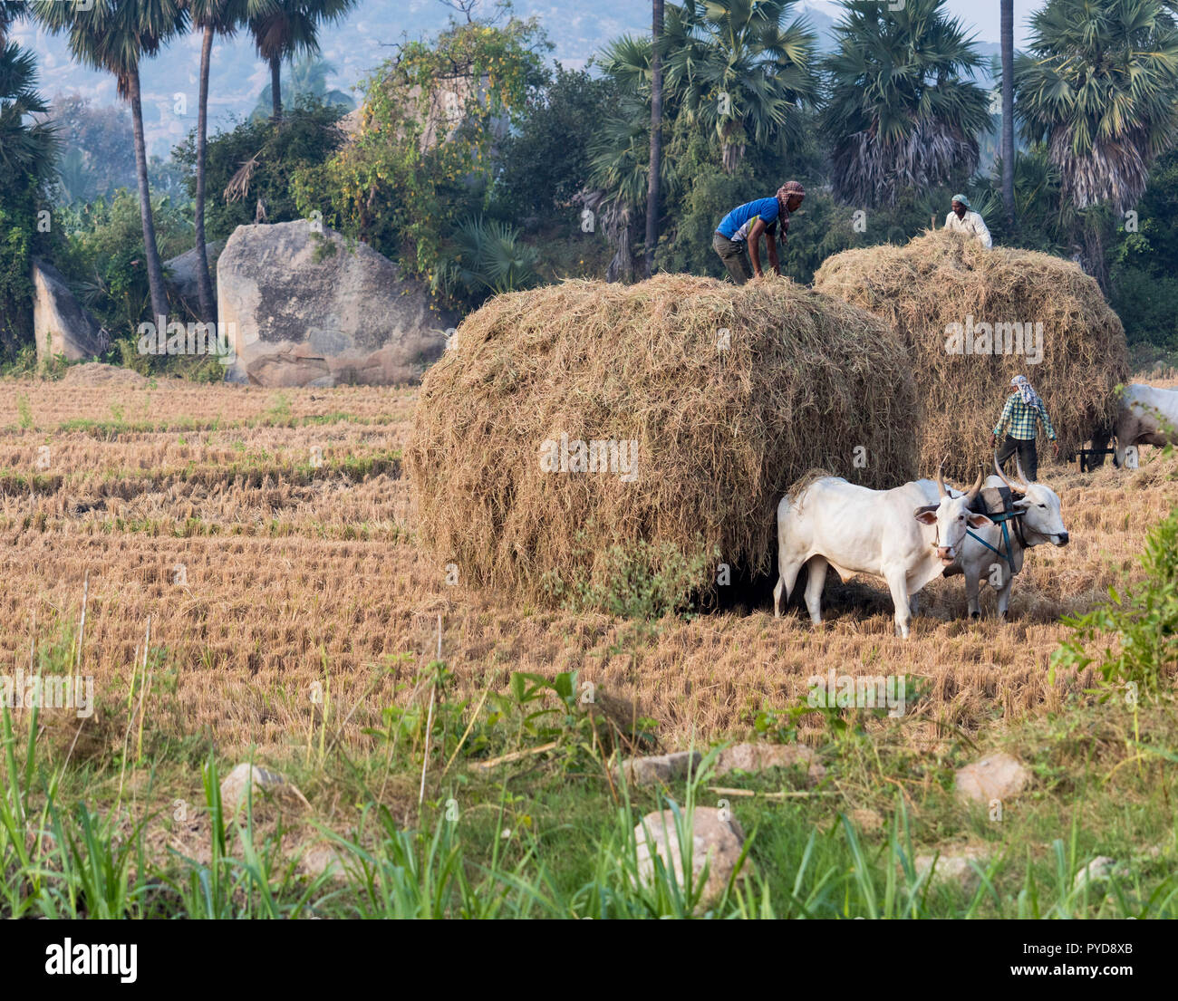 Farmers feild hi-res stock photography and images - Alamy