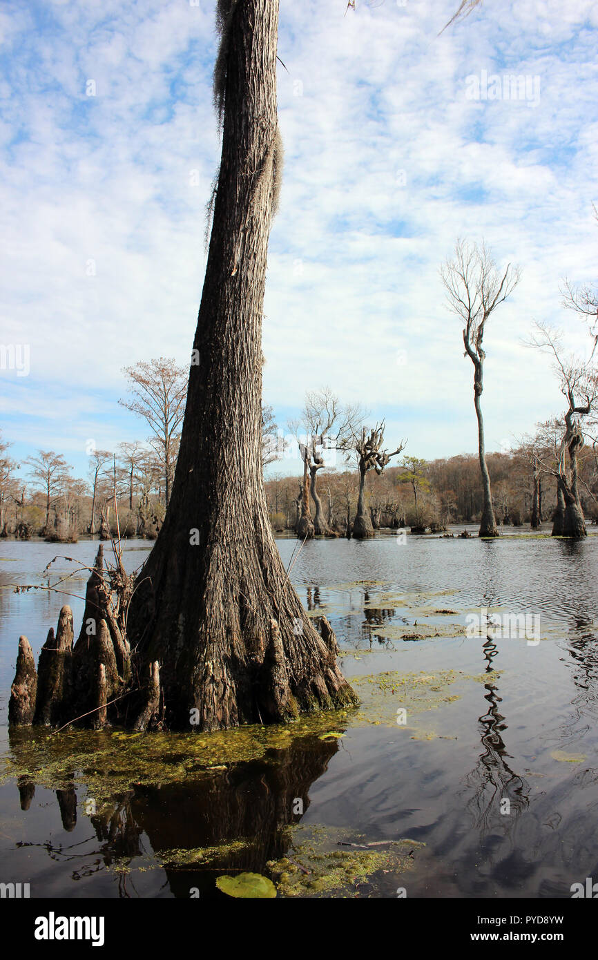 Merchants Mill Pond State Park, near Elizabeth City, North Carolina ...