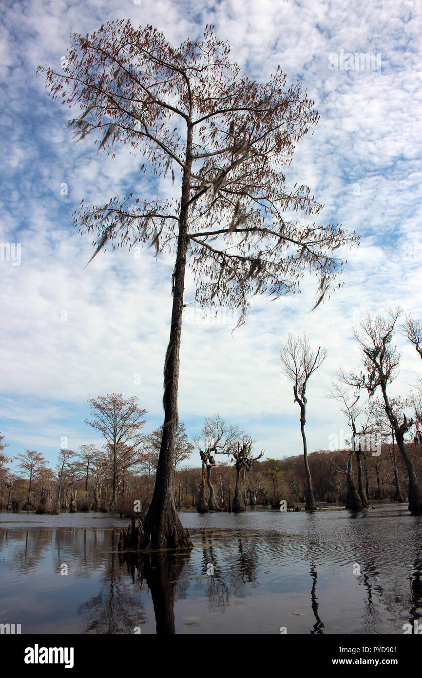 Merchants mill pond state park hi-res stock photography and images - Alamy