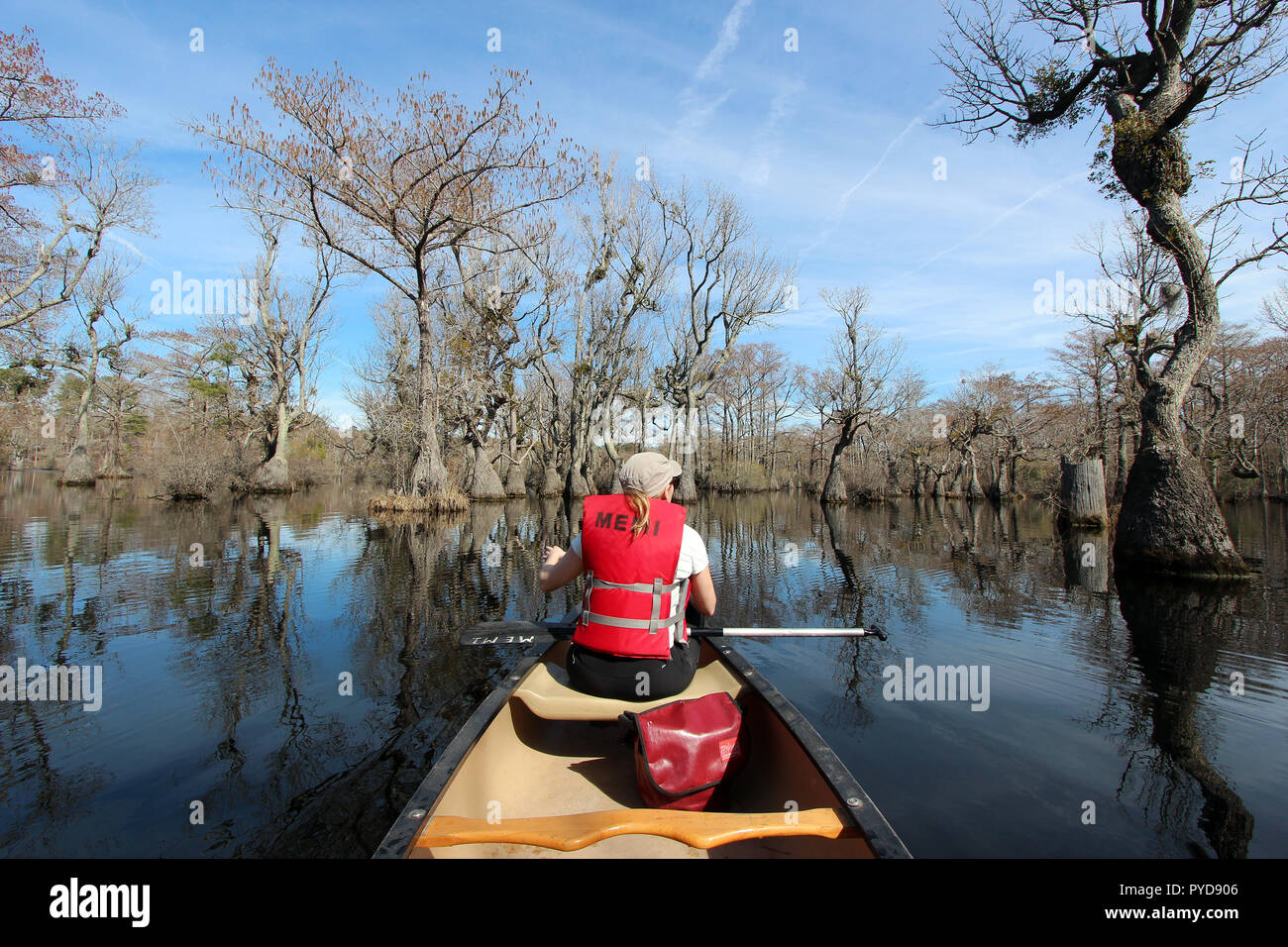 Water tupelo hi-res stock photography and images - Alamy