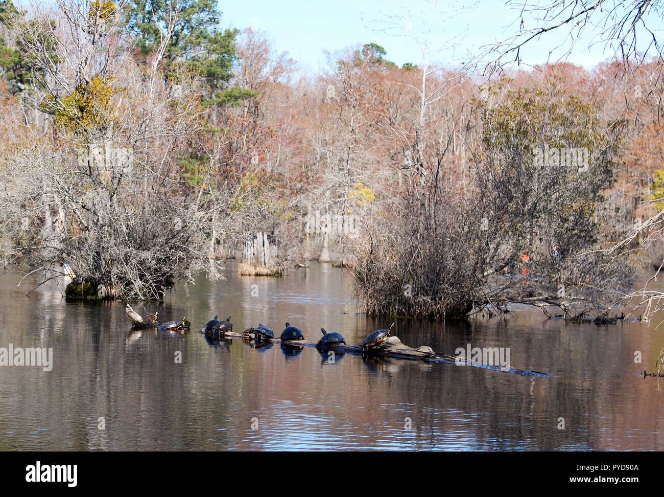 Merchants Mill Pond State Park, near Elizabeth City, North Carolina ...