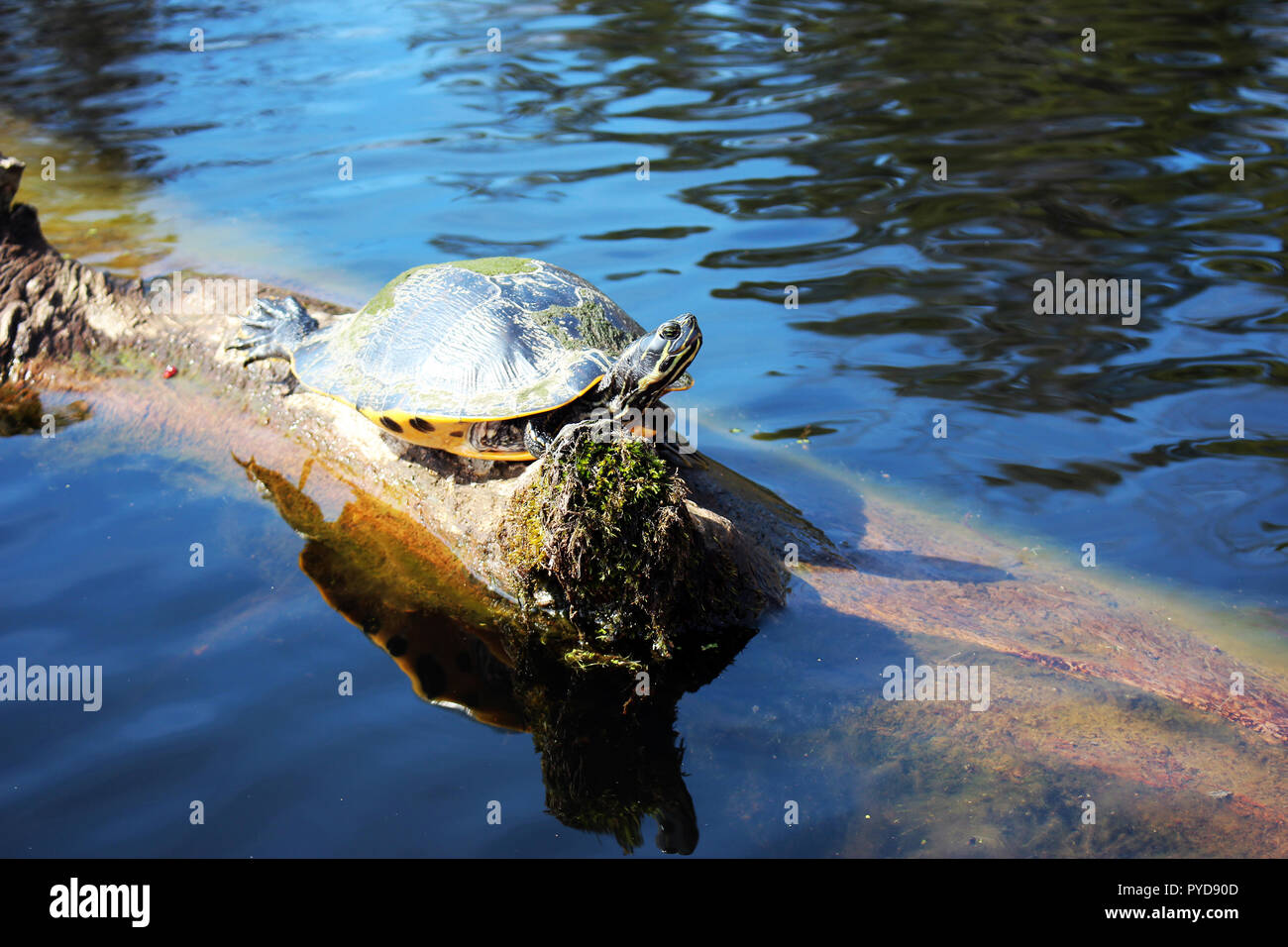 Merchants Mill Pond State Park, near Elizabeth City, North Carolina ...