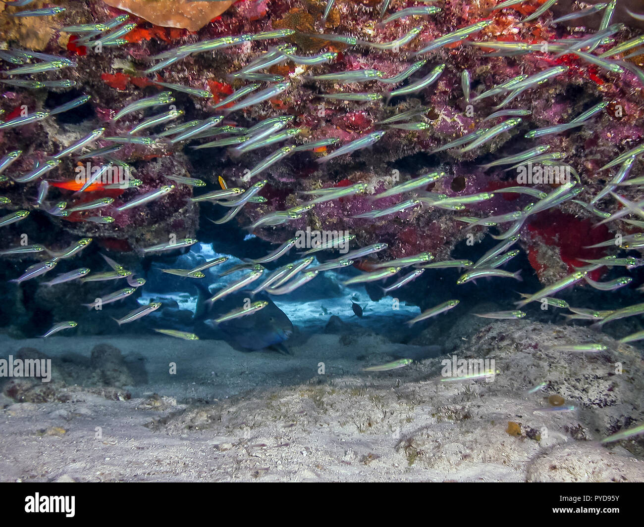 Coral reef anchovy is a small, common forage fish of the family ...