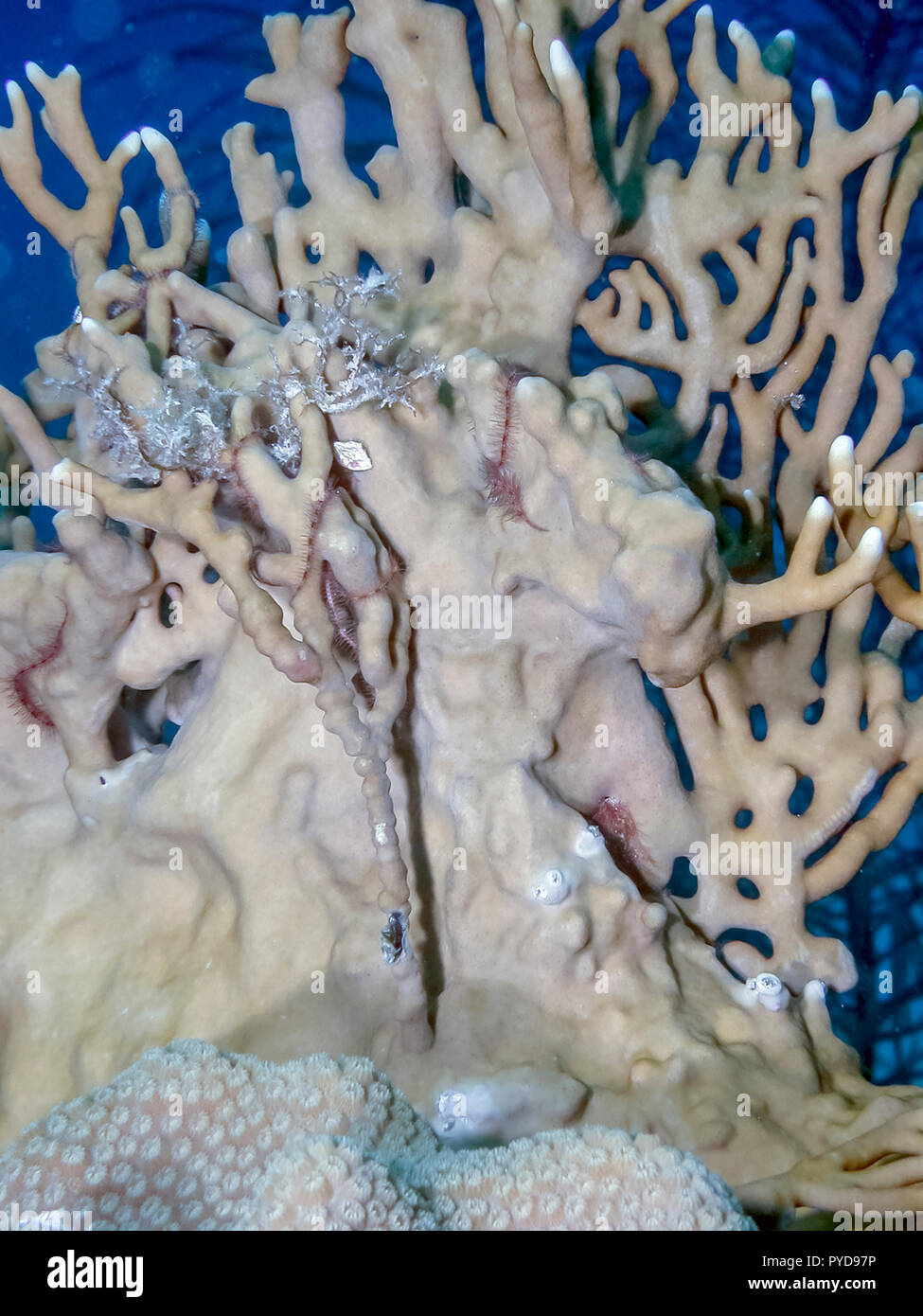 Millepora alcicornis, or sea ginger, is a species of colonial fire ...