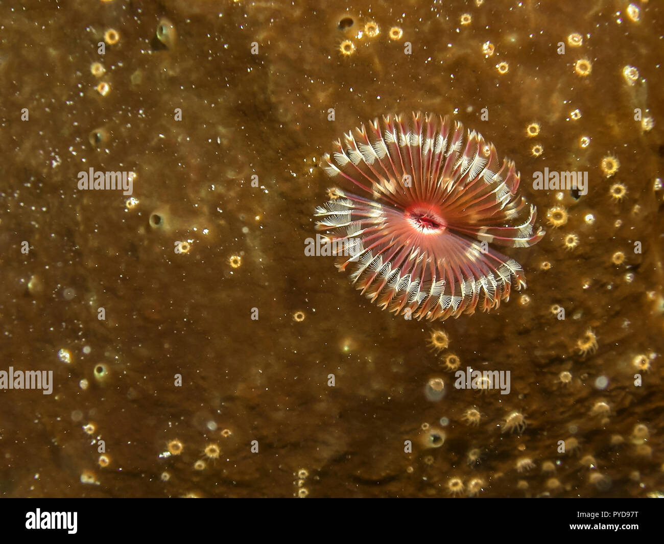 Sabellidae,feather duster worms are a family of sedentary marine ...