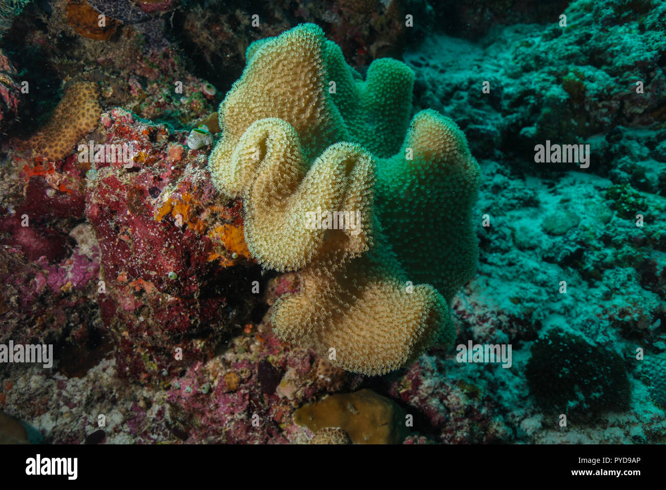 Coral reef Maldives Stock Photo - Alamy