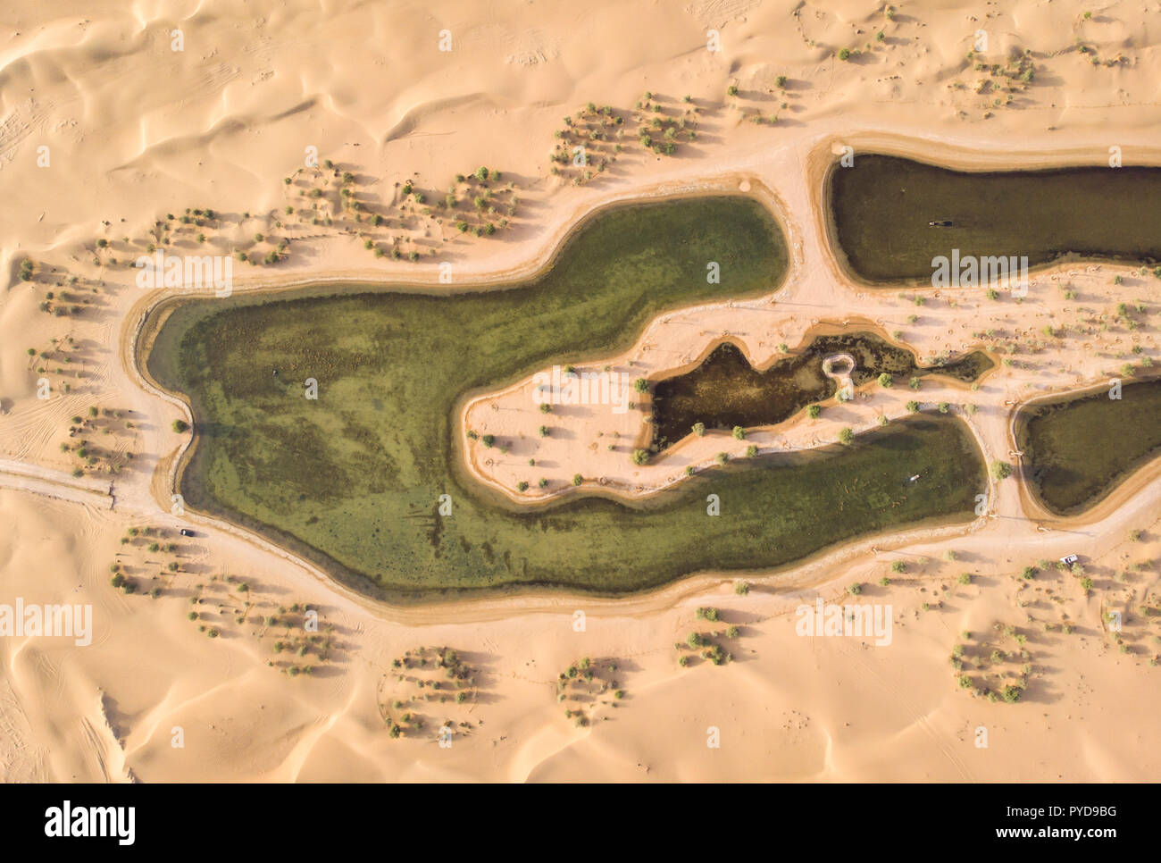 aerial view of Al Qudra Lakes in a desert near Dubai Stock Photo - Alamy
