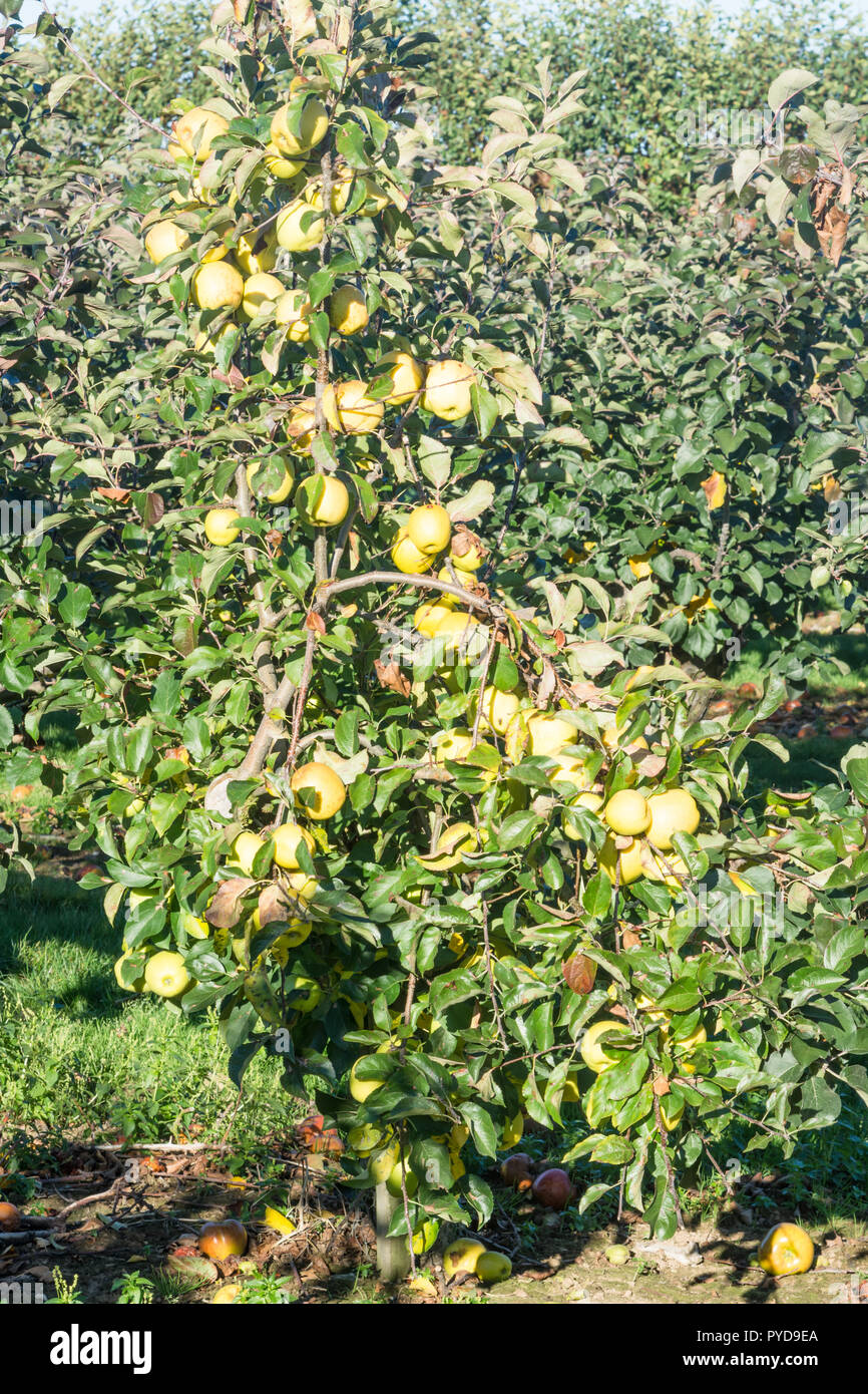 Golden delicious apples hi-res stock photography and images - Alamy