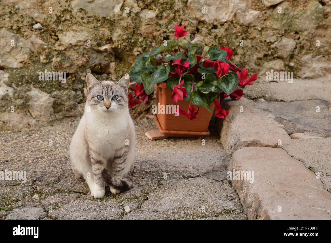 The curious expression of a tender cat Stock Photo - Alamy