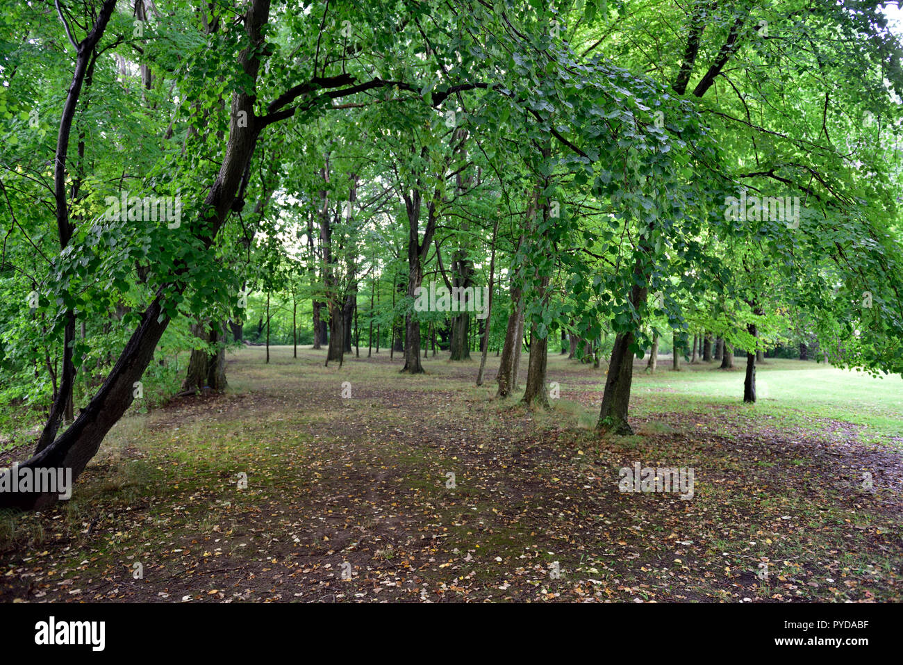 Open woodland hi-res stock photography and images - Alamy