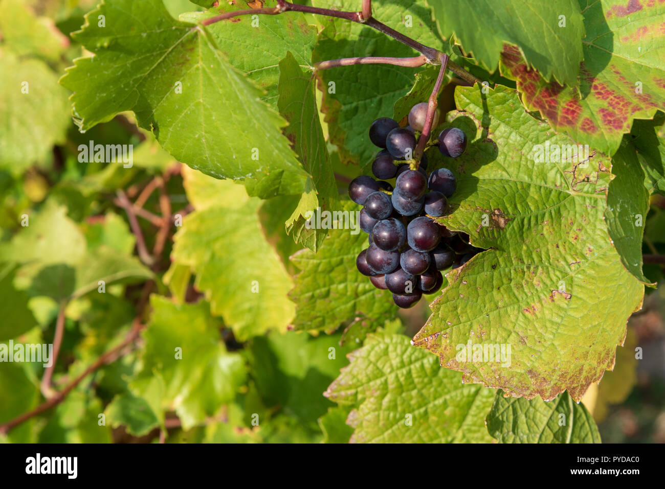 Riesling grapes hi-res stock photography and images - Alamy