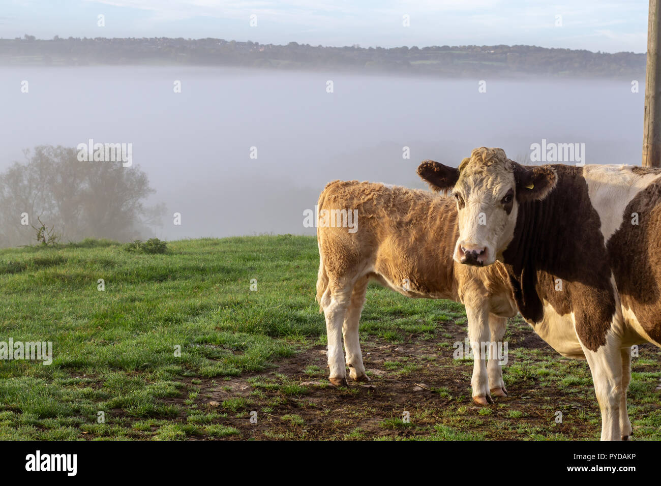 A cow and its calf in a field. Morning light and fog Stock Photo - Alamy