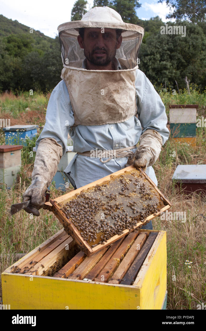 A Bee Farmer in the outskirts of Santiago del Chile Stock Photo - Alamy