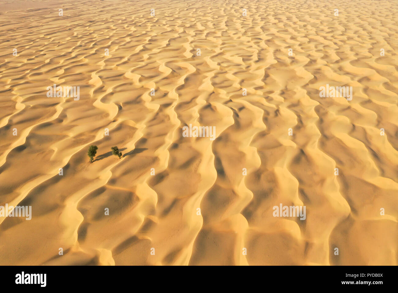 Aerial view of a beautiful golden desert. Dubai, UAE Stock Photo - Alamy