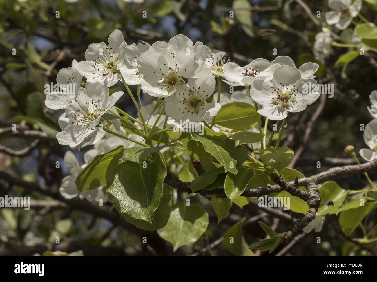 A wild pear, Pyrus spinosa, Pyrus amygdaliformis, almond-leaved pear ...