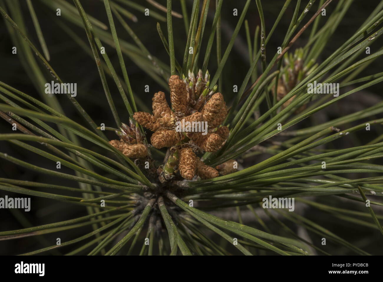 Calabrian hi-res stock photography and images - Alamy