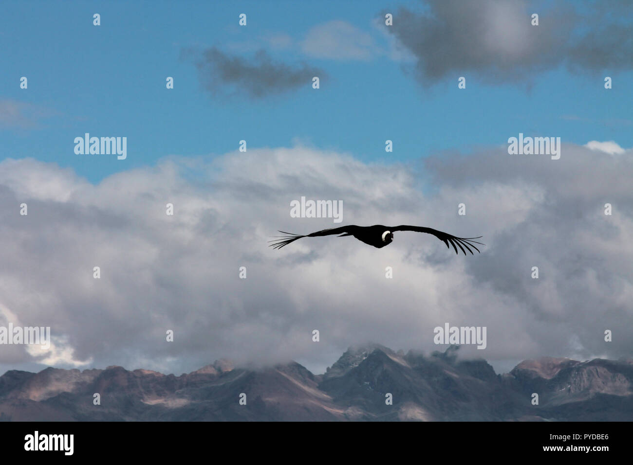Condor flying above hi-res stock photography and images - Alamy