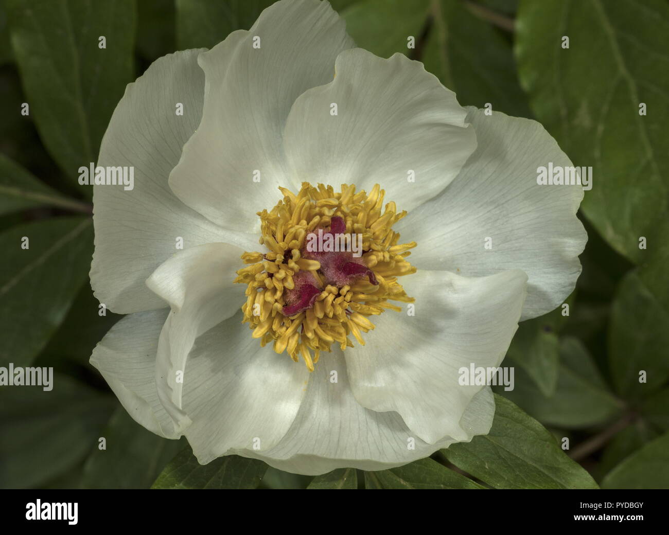 Rhodia hi-res stock photography and images - Alamy