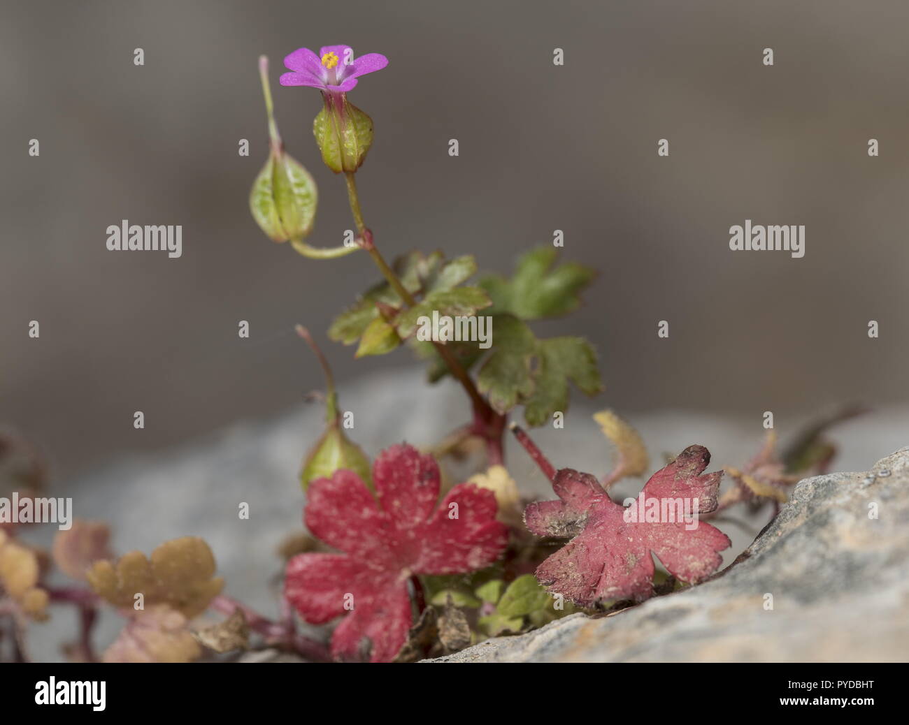 Little Robin, Geranium purpureum on limestone pavement, Rhodes Stock ...