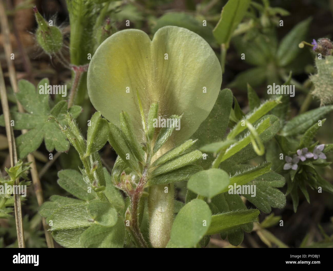 Hairy Yellow Vetch, Vicia hybrida, in flower in spring, Rhodes Stock ...
