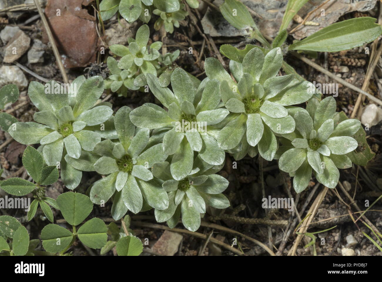 Cudweed hi-res stock photography and images - Alamy