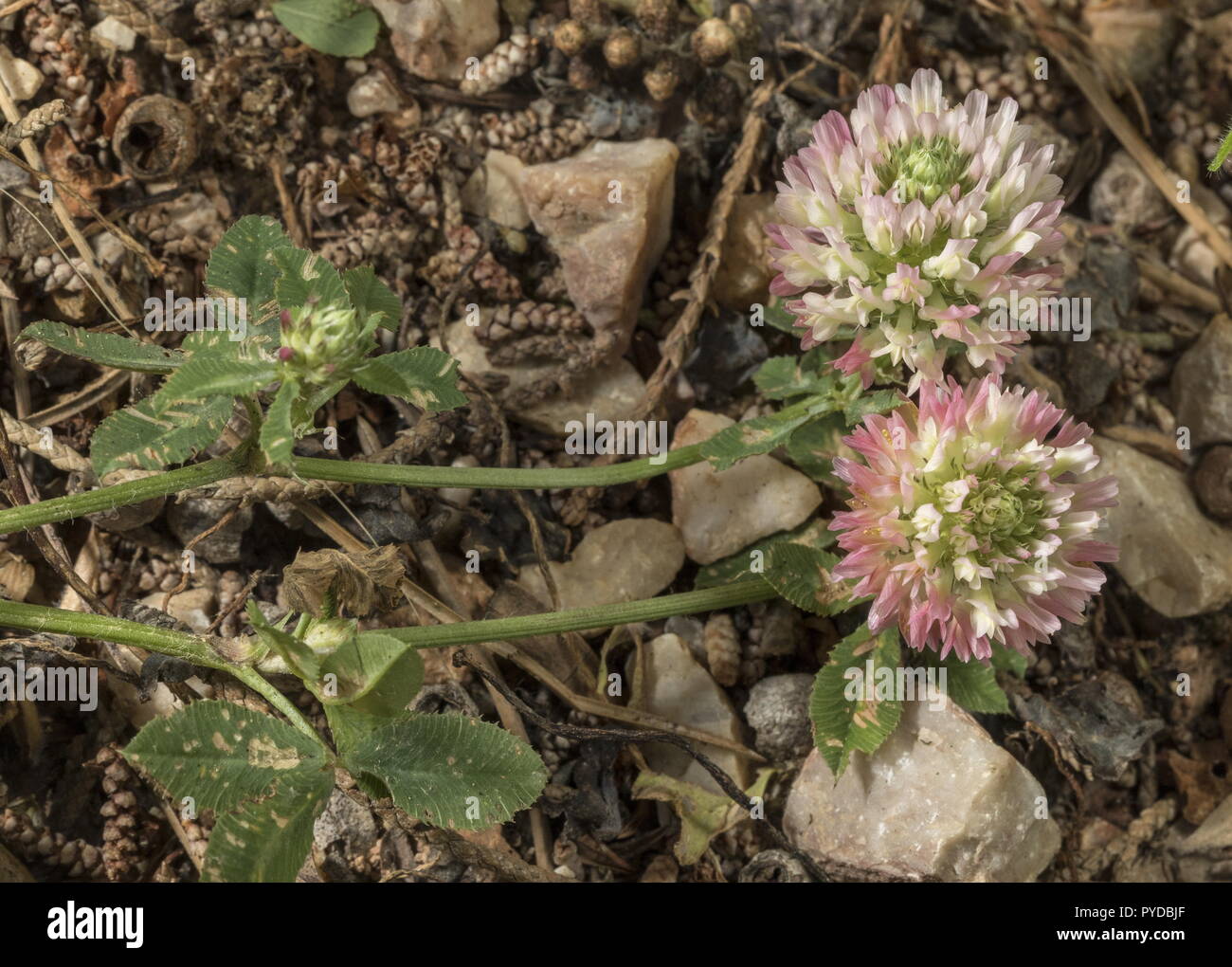 Sharp-toothed Clover, Trifolium argutum, in flower; Rhodes Stock Photo ...