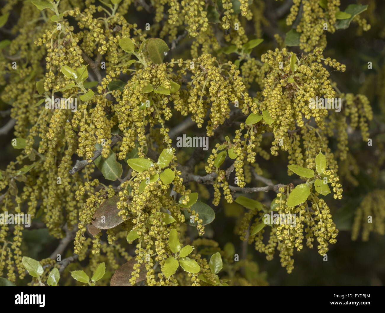 Holm Oak, Quercus ilex, in flower in spring - male catkins. Rhodes ...