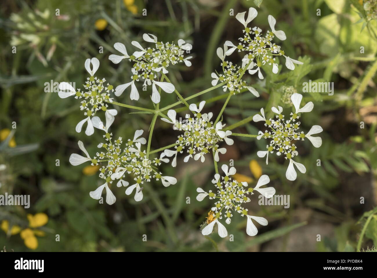Mediterranean hartwort, Tordylium apulum in flower; Rhodes Stock Photo ...