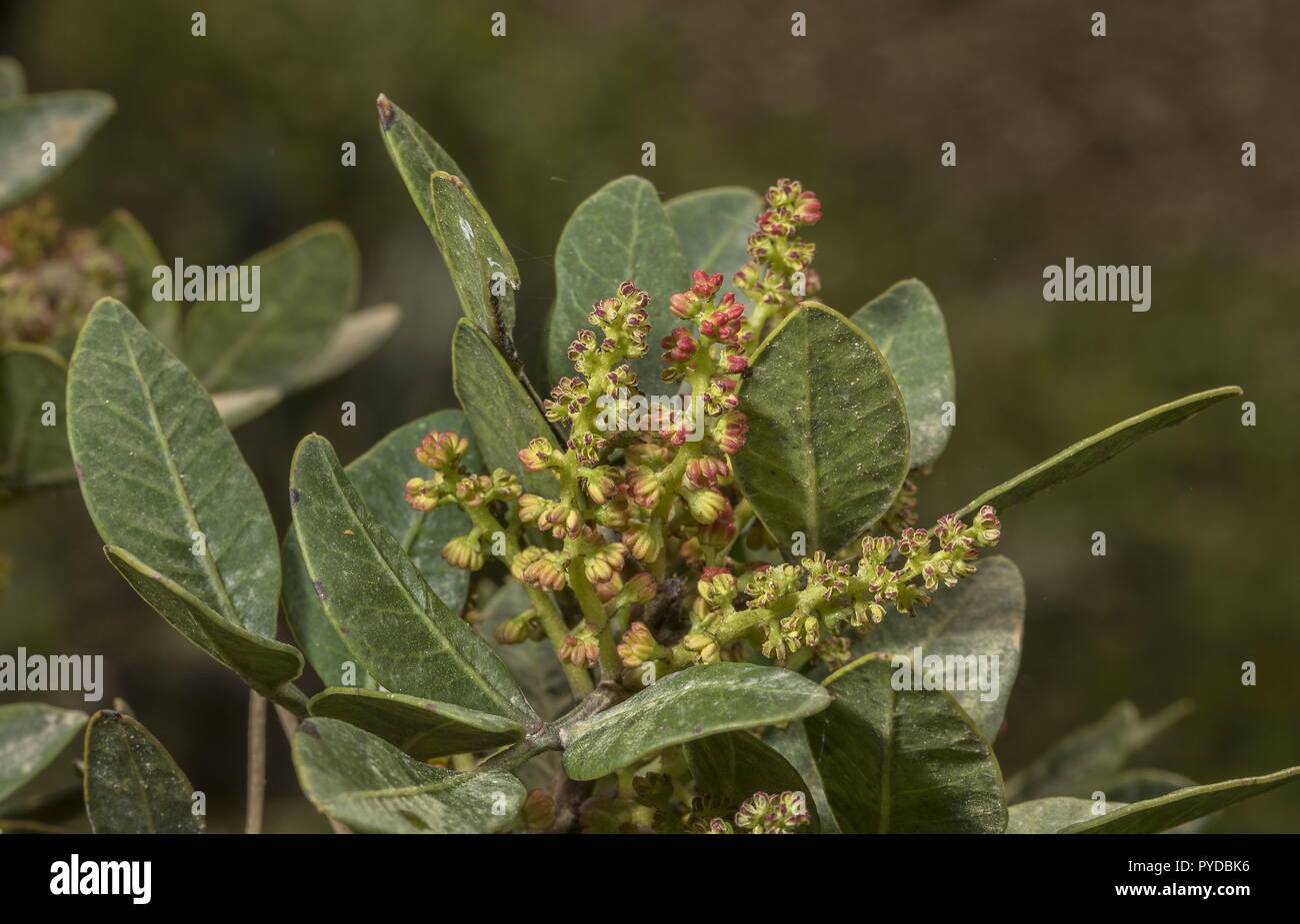 Mastic tree hi-res stock photography and images - Alamy