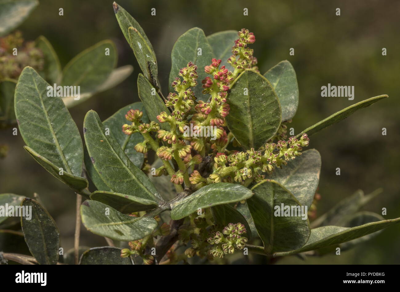 Mastic tree hi-res stock photography and images - Alamy