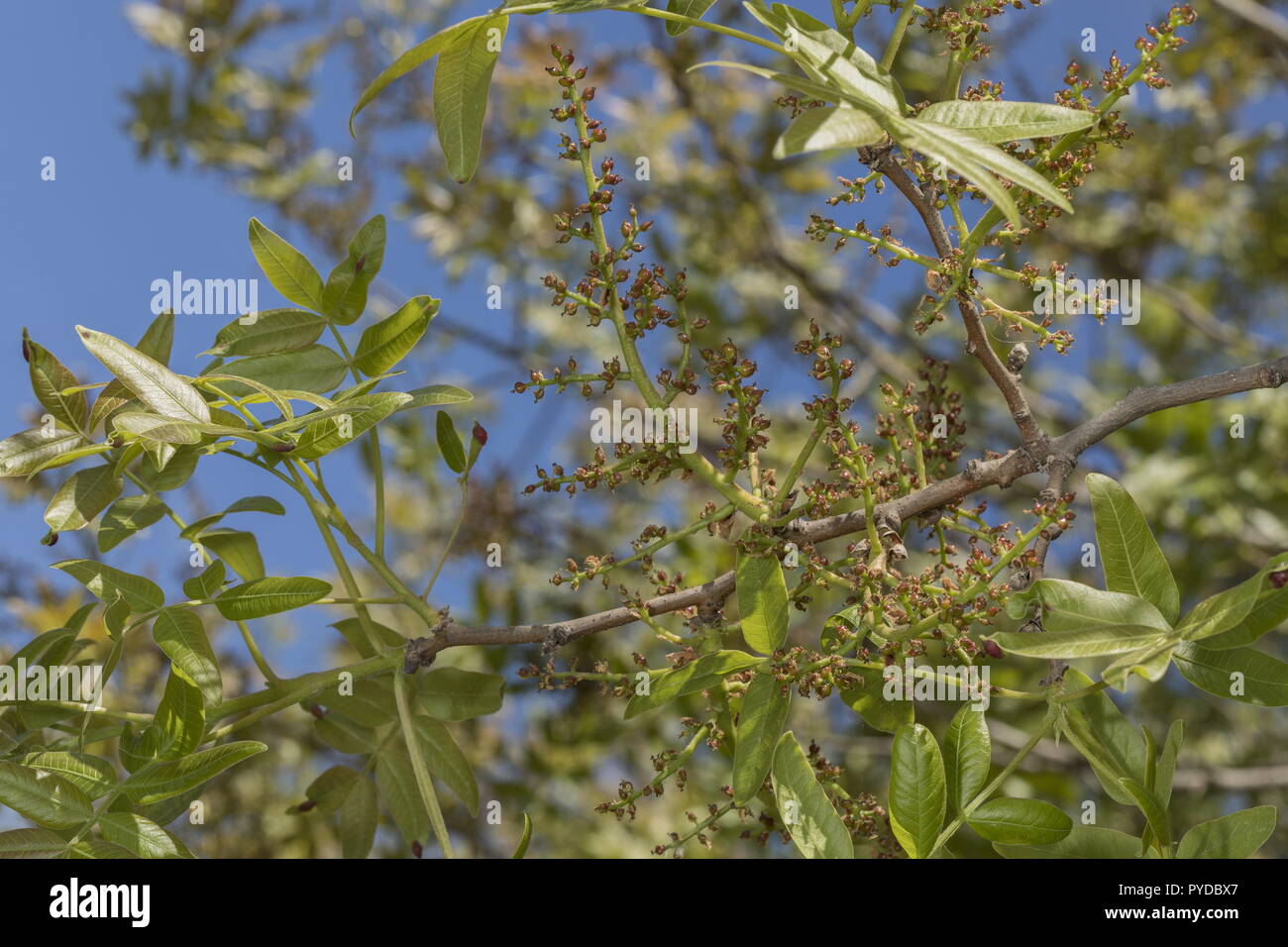 Mt. Atlas mastic tree, Pistacia atlantica: female flowers, developing ...