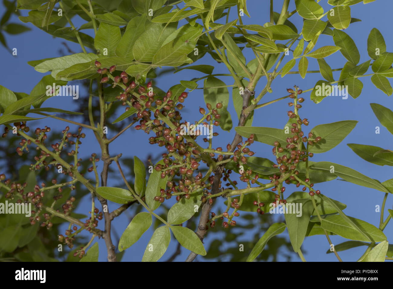 Mt. Atlas mastic tree, Pistacia atlantica: female flowers, developing ...