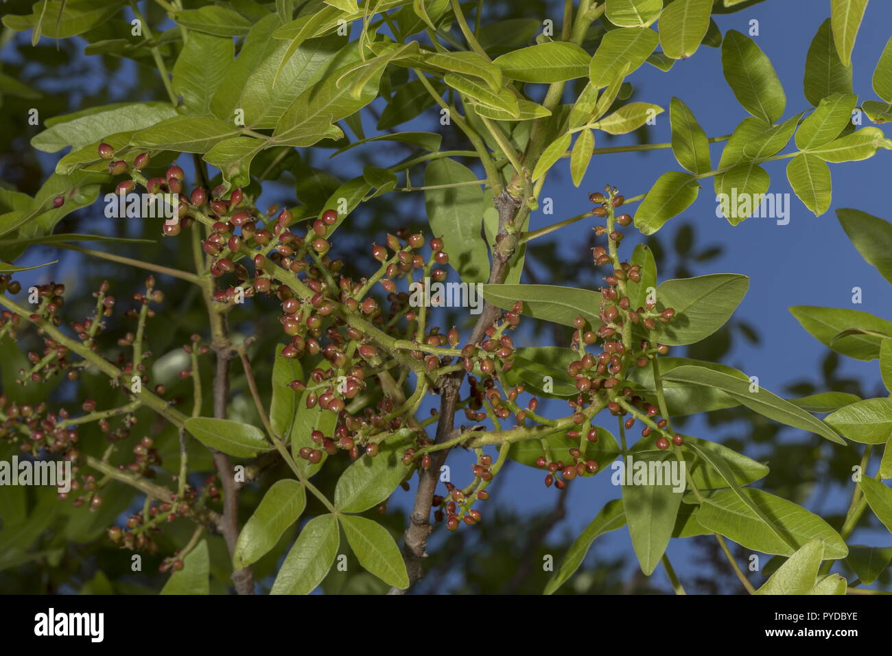 Mt. Atlas mastic tree, Pistacia atlantica: female flowers, developing ...