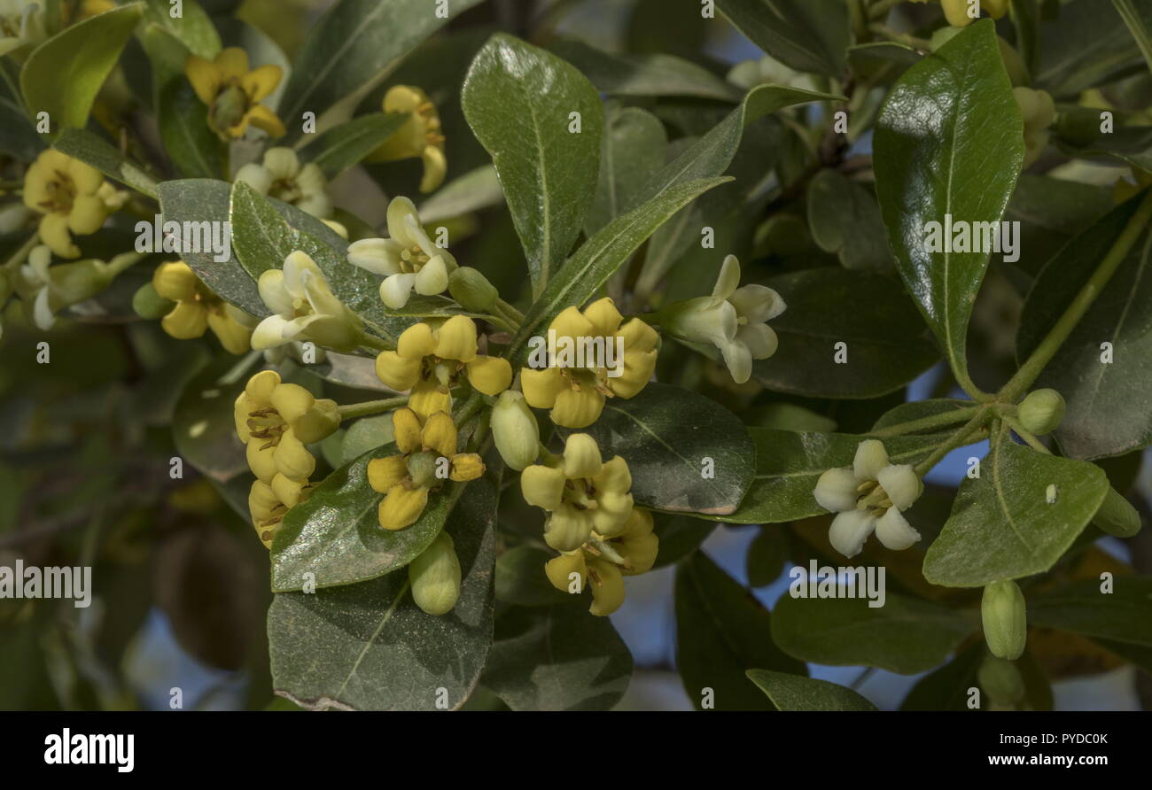 Mock orange, Pittosporum tobira, in flower. From Japan, widely planted ...
