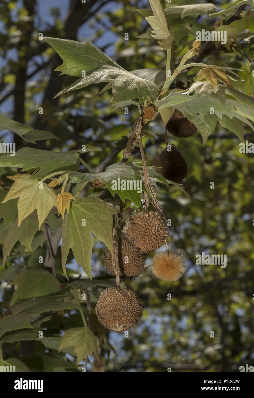 Plane tree seeds hi-res stock photography and images - Alamy
