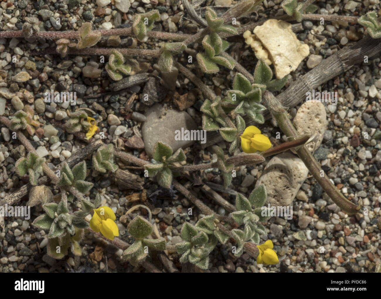 A bird's foot trefoil, Lotus halophilus, in flower on sandy berach ...