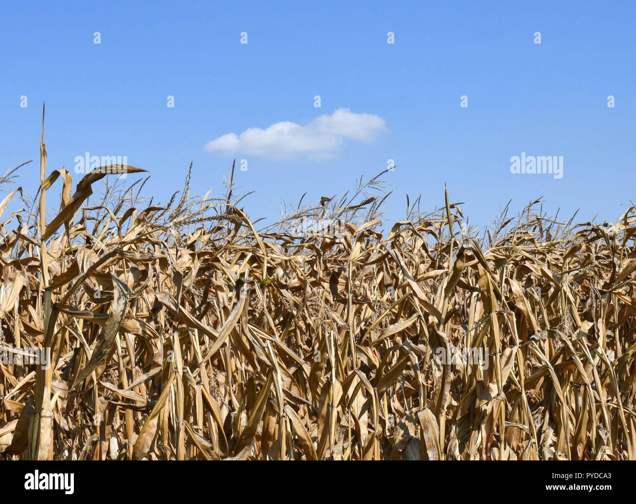 Dried maize plants stand on a corn field,Freiburg, Sept. 10, 2018 ...