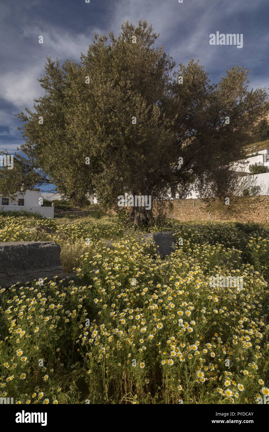 Chrysanthemum olive hi-res stock photography and images - Alamy
